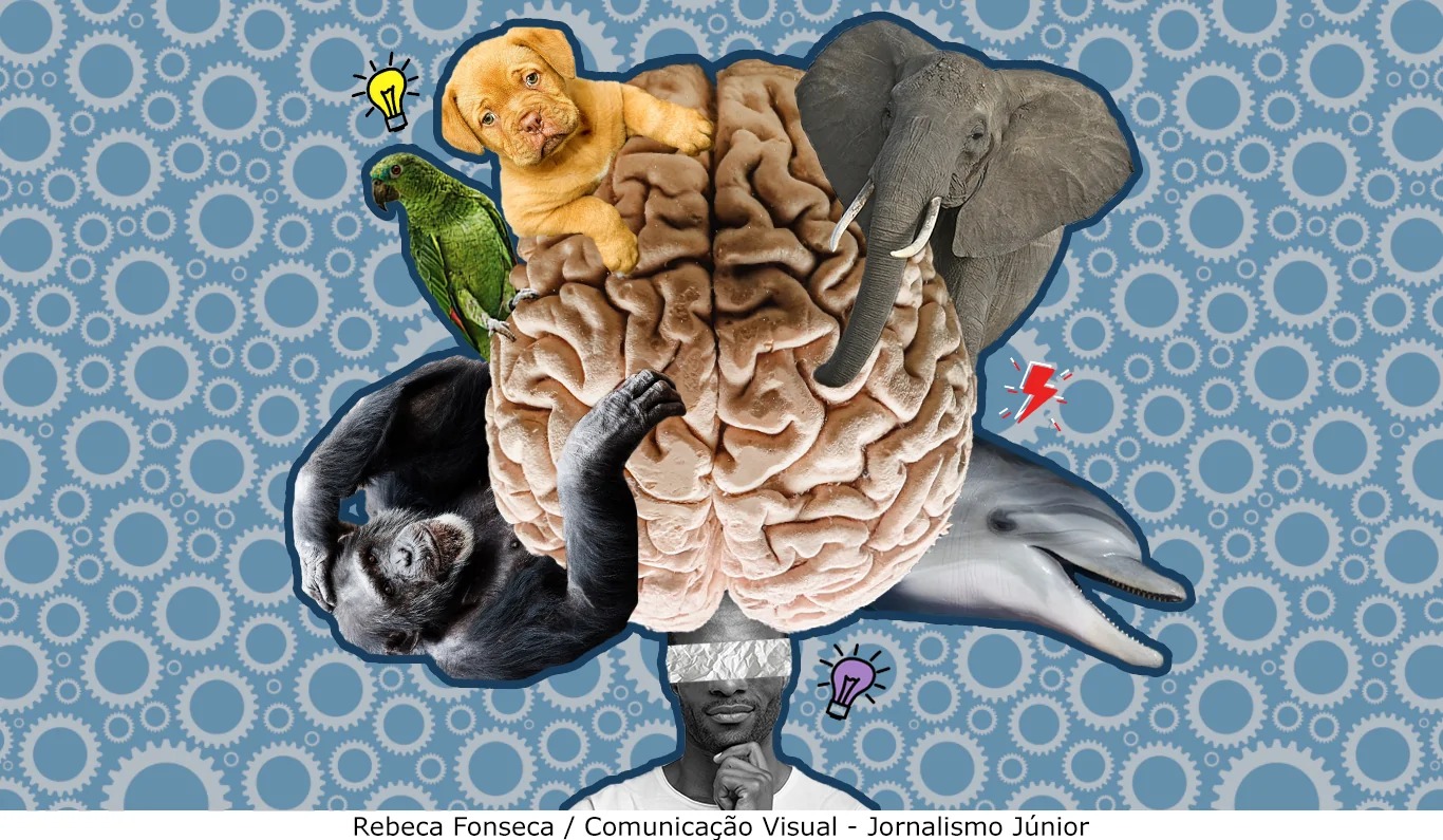 Inteligência animal: para além dos humanos - Jornalismo Júnior