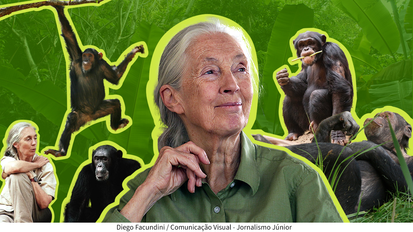 Jane Goodall e a sua (r)evolução na primatologia - Jornalismo Júnior